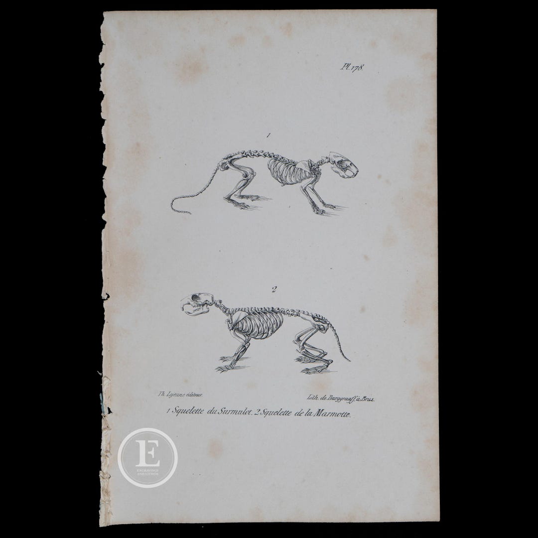 1833 / SKELETONS of GROUNDHOG and MARMOT - Authentic Steel Engraving ...