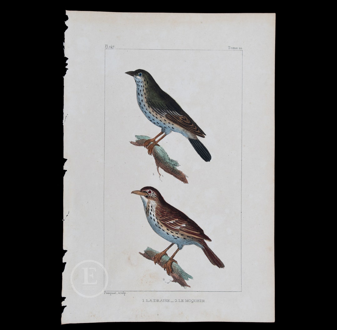 1829 - DRAIN THRUSH Nd MOCKINGBIRD / Authentic Steel Engraving From ...