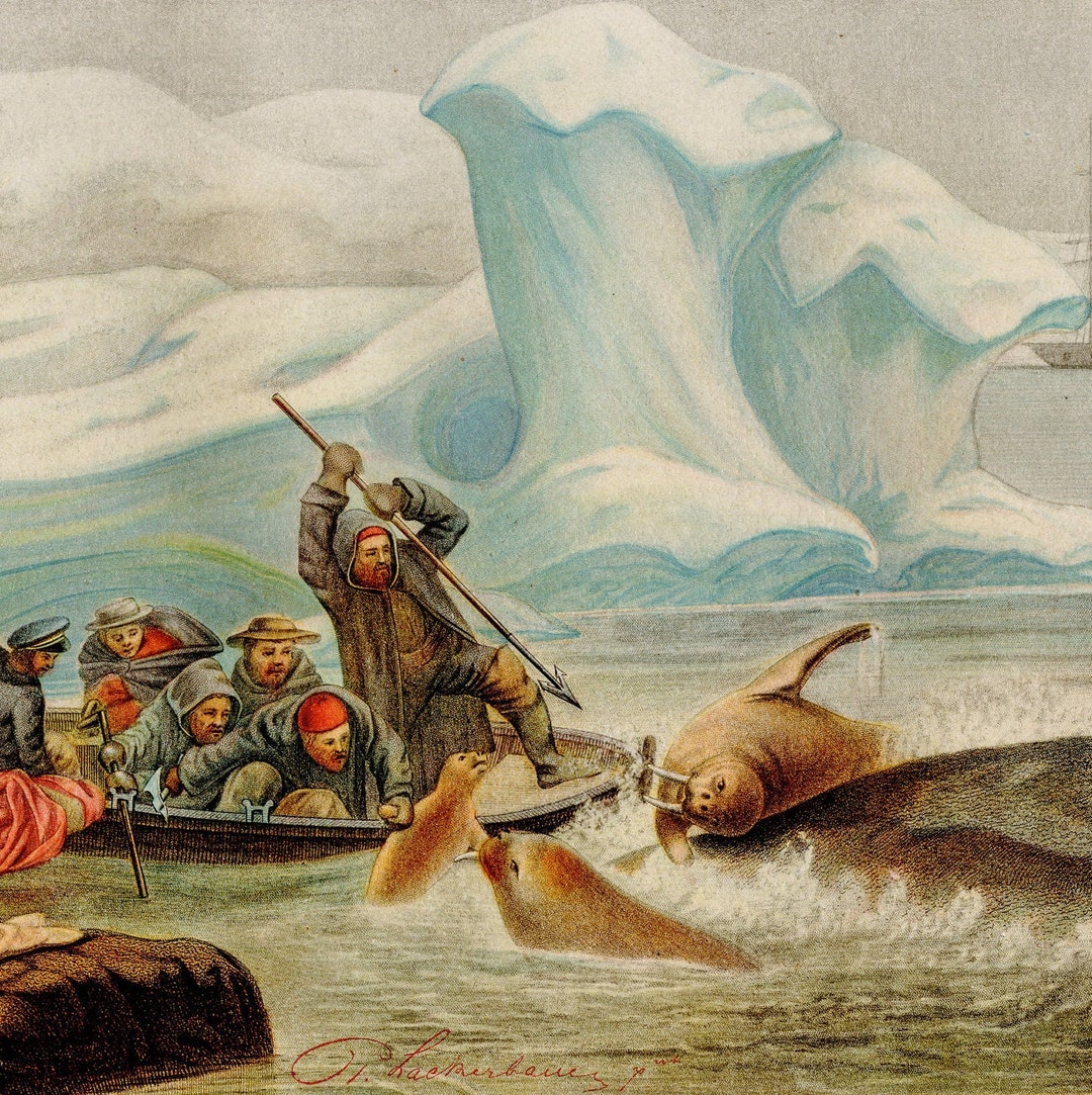 The Hunting of Walruses Print, Algae Kelp From 1866 . Rare Antique ...