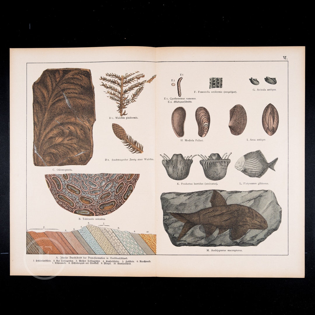 Fossils of Ferns, Conifer, Bird, Fish and Shells - Antique Original ...