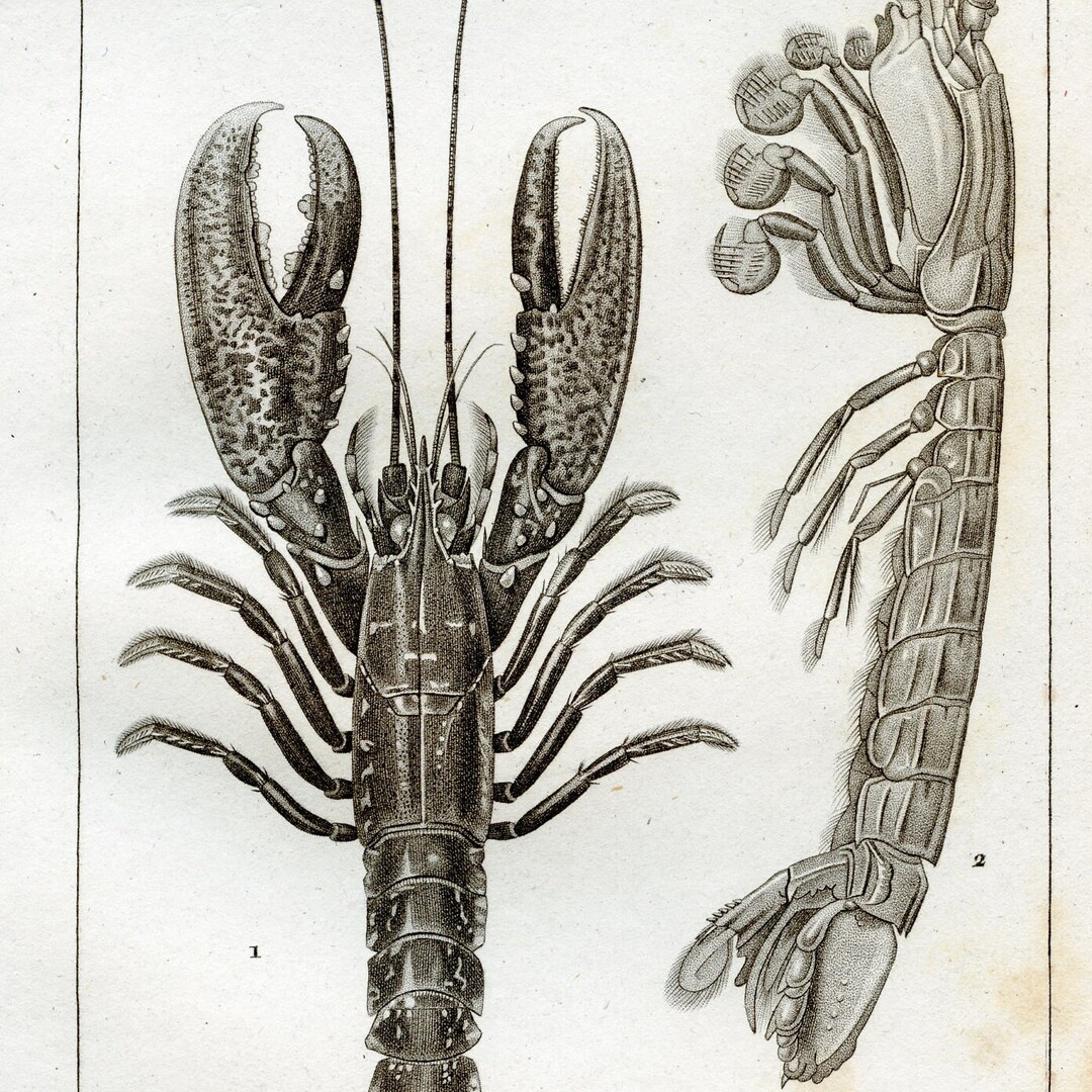 1825 - Crayfish, Sea Cicada / From a French Book of Crustaceans / Very ...