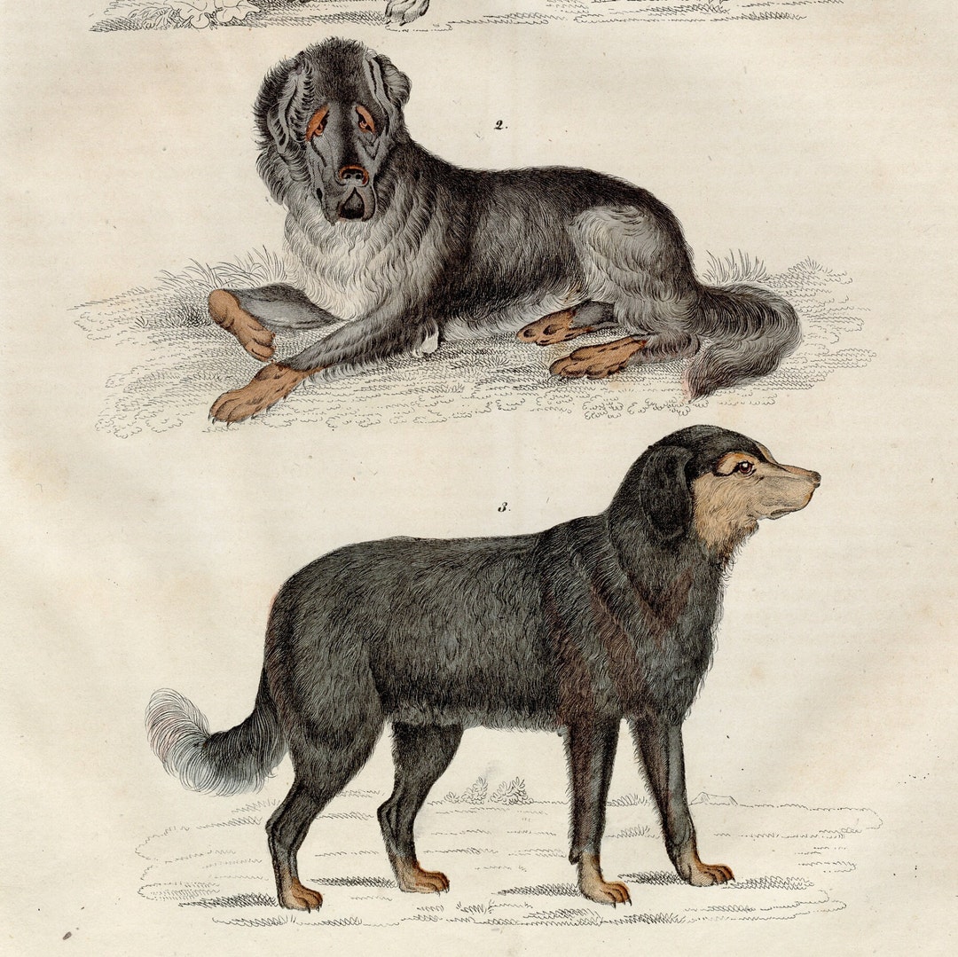 1844 Dog Breeds Mastiff, Labrador Retriever - Extremely Rare, Hand ...