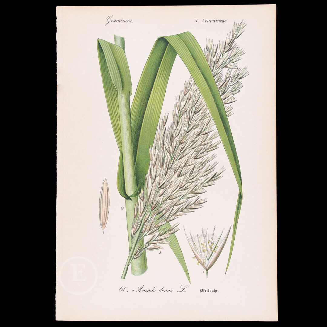 GIANT REED - Botanical Original Antique Print-chromolithographs "flora ...