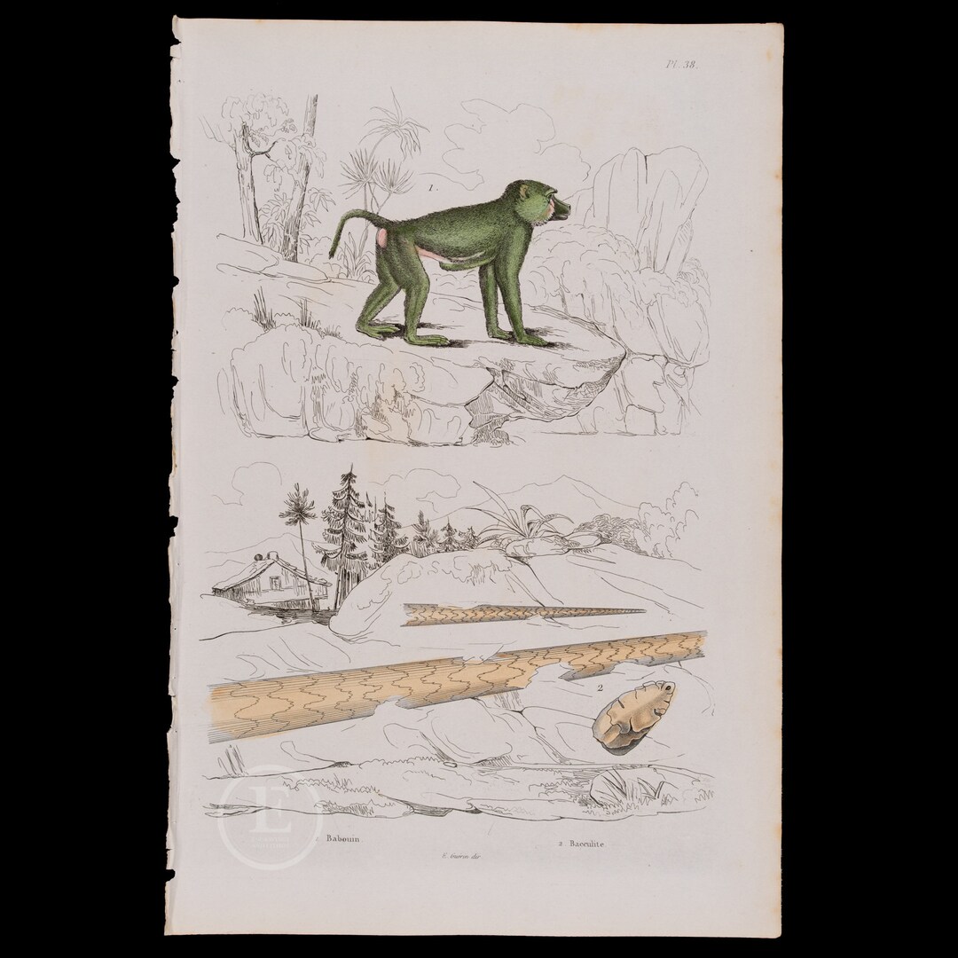 1847 BABOON and BACULITE – Original 1847 Botanical Engraving From ...