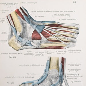 Foot Tendon Sheath / Dorsal and Plantar Interossei Muscles / Human ...