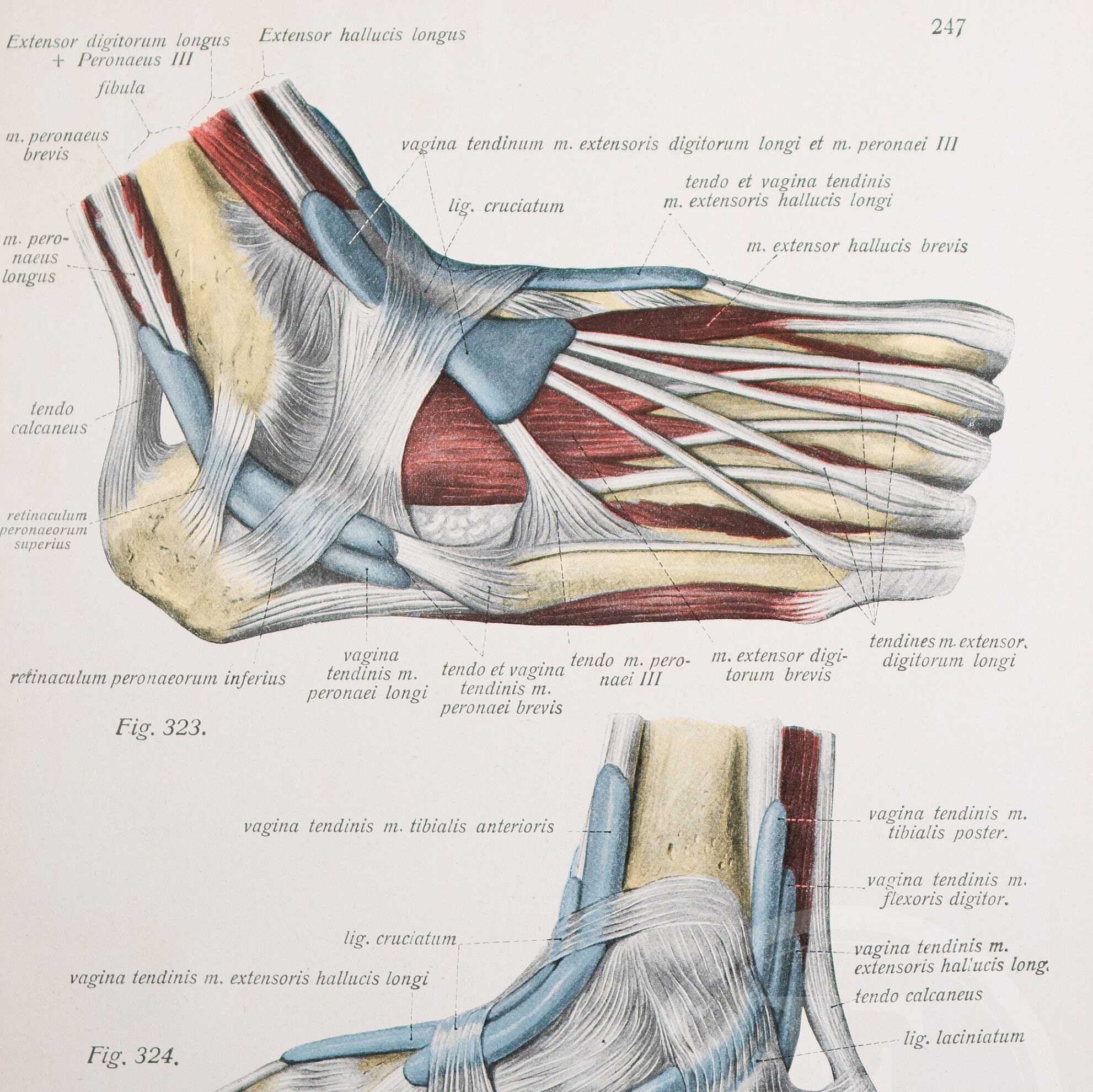 Foot Tendon Sheath / Dorsal and Plantar Interossei Muscles / Human ...