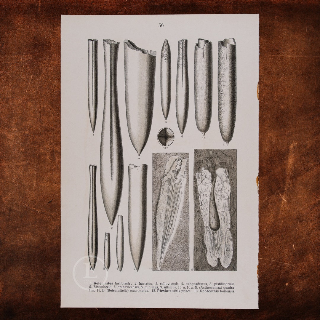 Ancient Fossils Marine Life: Belemnites, Plesioteuthis, Geoteuthis ...