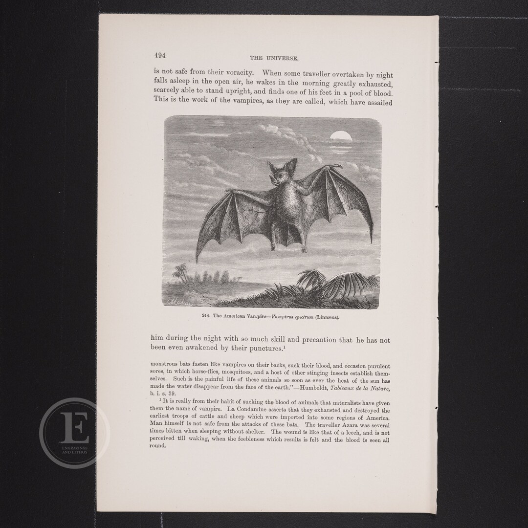 THE AMERICAN VAMPIRE - Original Lithography From the Royal Natural ...