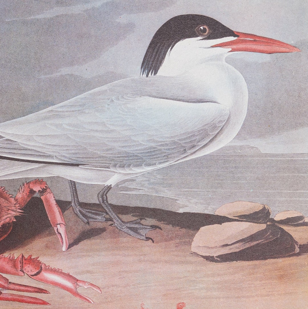 1937 Royal Tern and Willet Vintage Print From john James Audubon Birds ...