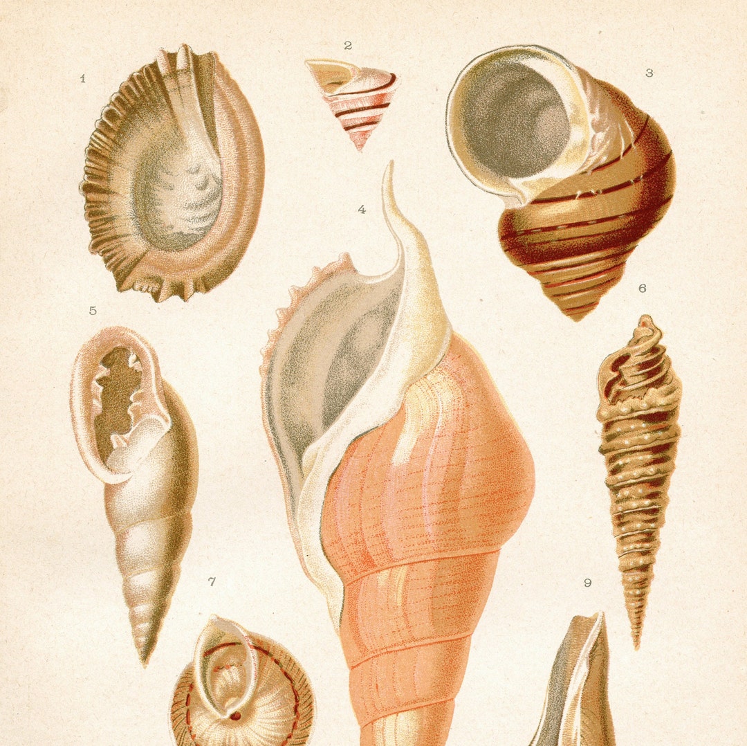 Collection of Different Snail Shells Mollusk - Original Plate From ...