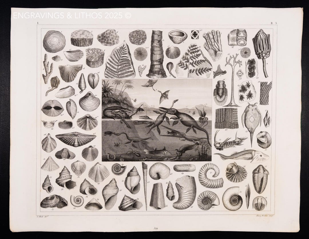1849 FOSSILS and MARINE REPTILES – Antique Engraving – Original German ...