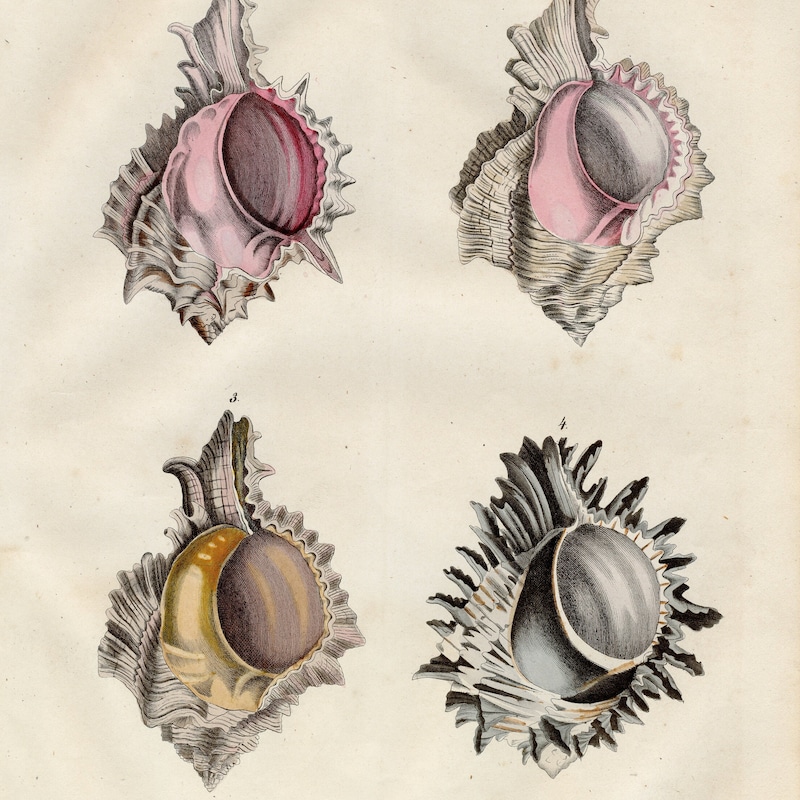 Murex Shell - Etsy