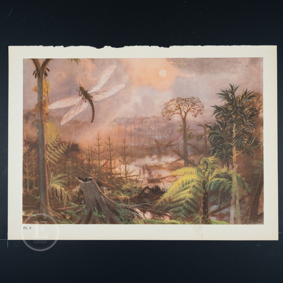 Meganeura: Extinct Insect From Carboniferous - Original Vintage ...