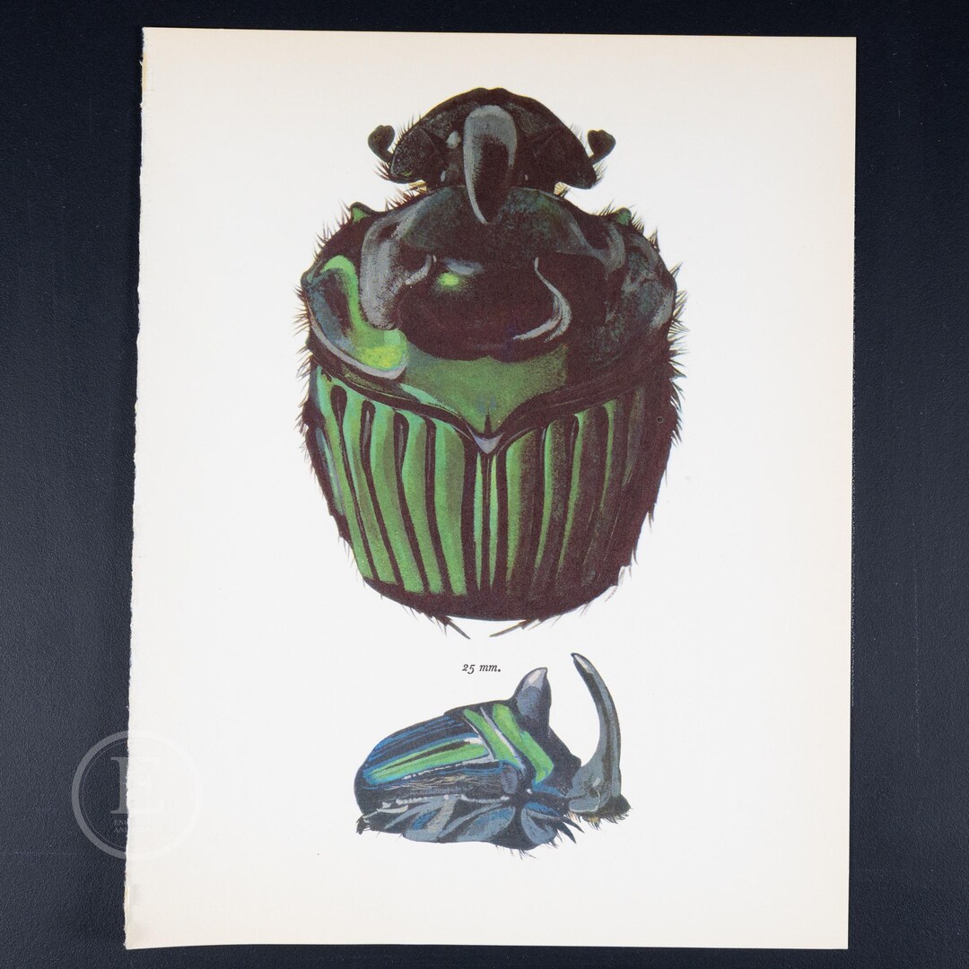 DUNG BEETLE - Color Offset Vintage Lithography of Beetles From the 60s ...