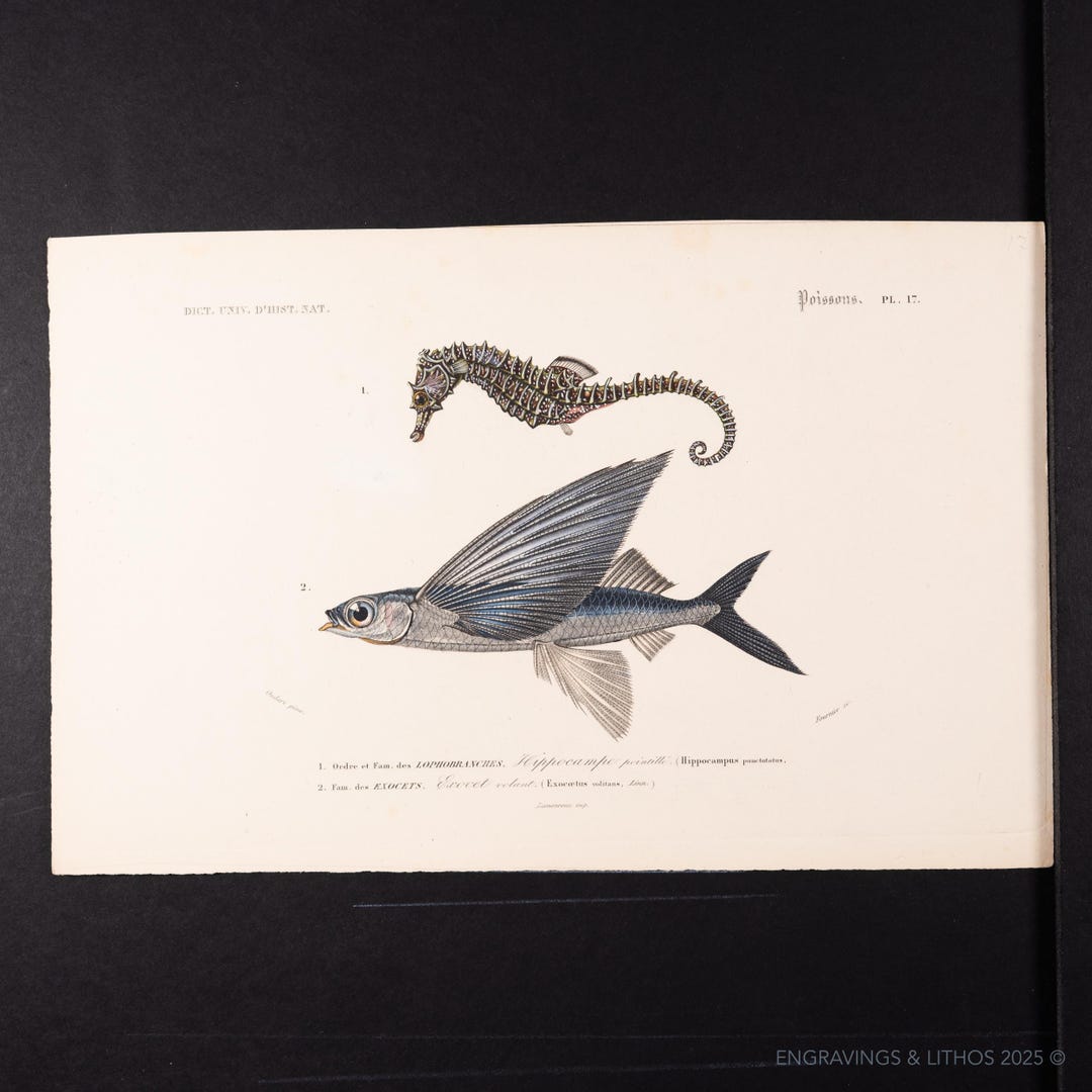 1861 Seahorse and Flying Fish – Antique Natural History Engraving ...