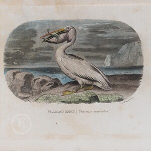 1878 GREAT WHITE PELICAN - Hand-colored Steel Engraving From “opere ...