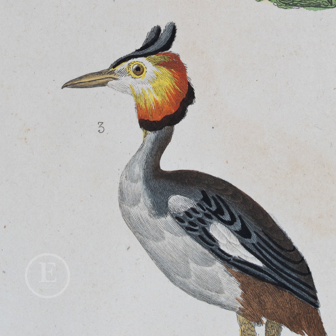 1829 - Chestnut-bellied Bird, Great Northern Diver and Horned Grebe ...