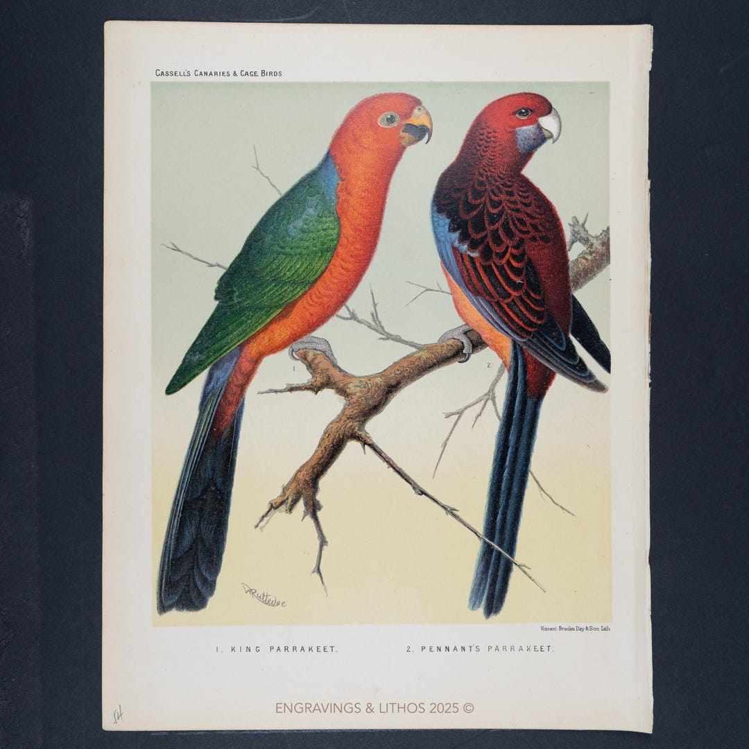 Ca 1875 PARRAKEETS: KING and PENNANT'S – Lithograph From the ...