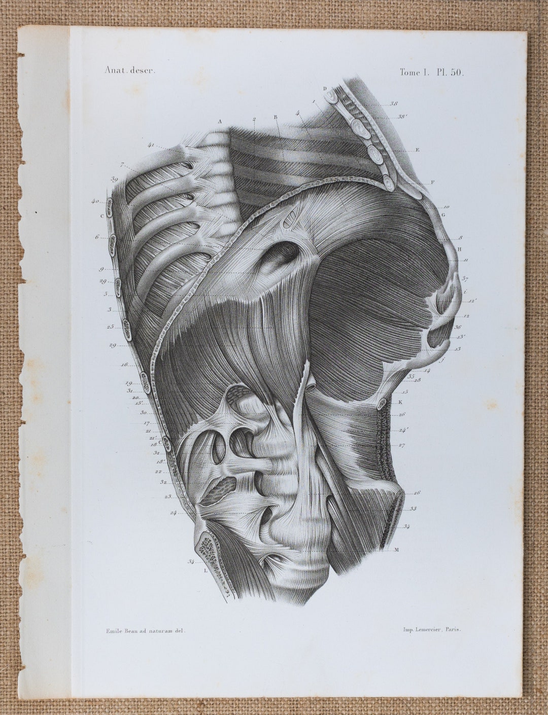Internal Side of the Diaphragm Muscle - RARE ORIGINAL PRINT From Atlas ...