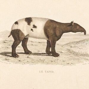 The Malayan Tapir / Authentic Steel Engraving and Hand-colored ...
