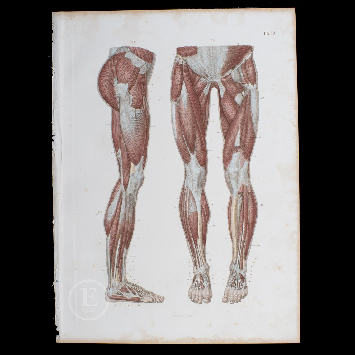1860 Muscles: Anterior and Lateral Legs Surface - Original Engravings ...