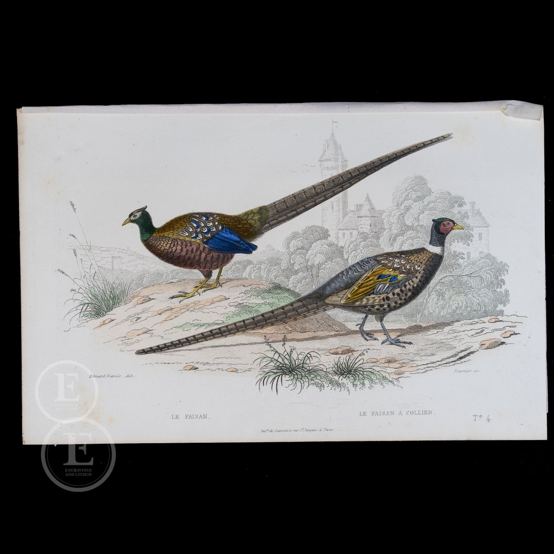 1845 PHEASANT and Ring-necked PHEASANT - Authentic Steel Engraving and ...