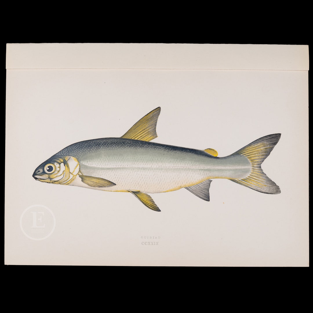 GWYNIAD - Lithograph 1884, London for "history of the Fishes of the ...