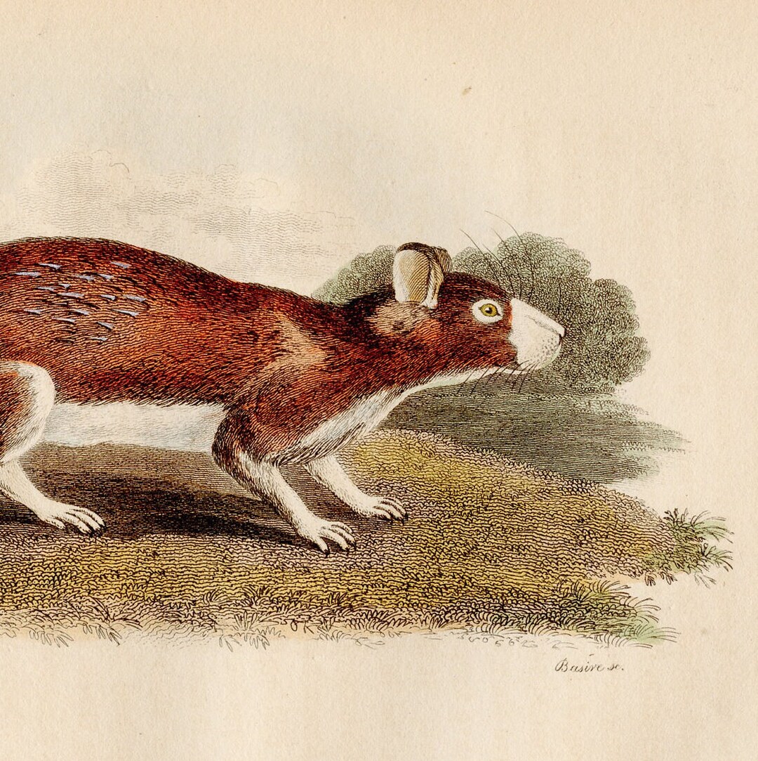 Red Echimys / Original Engraving From a Nature French Book of Mammals ...