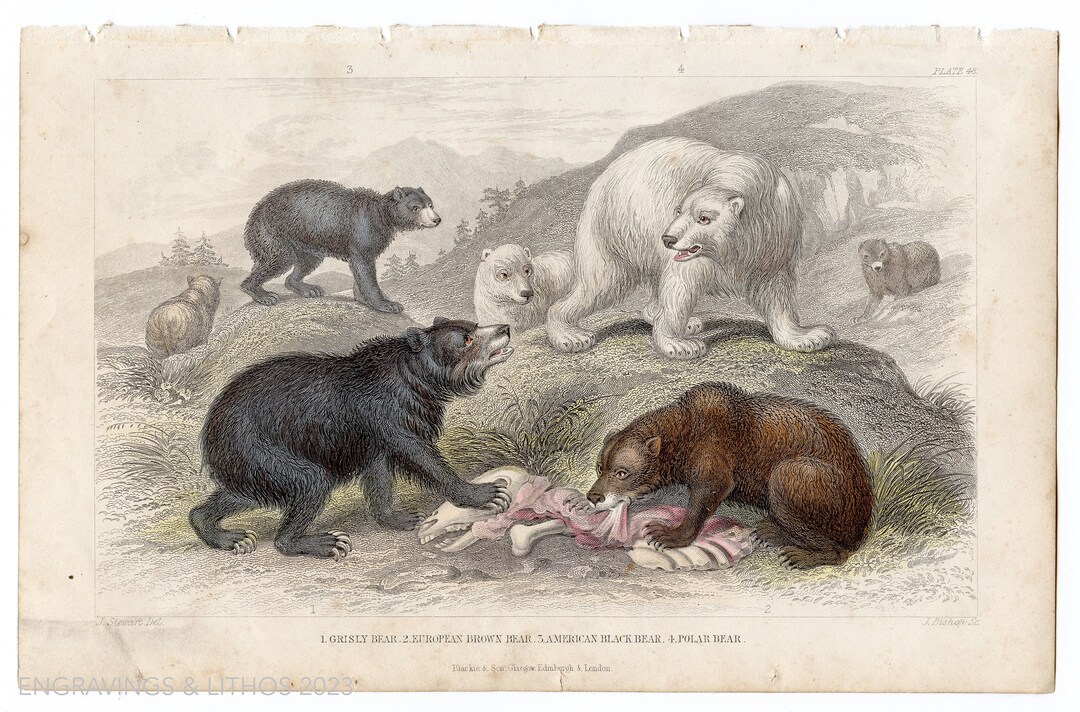 A Group of Different Bears Fighting for Prey - Rare Original From "a ...