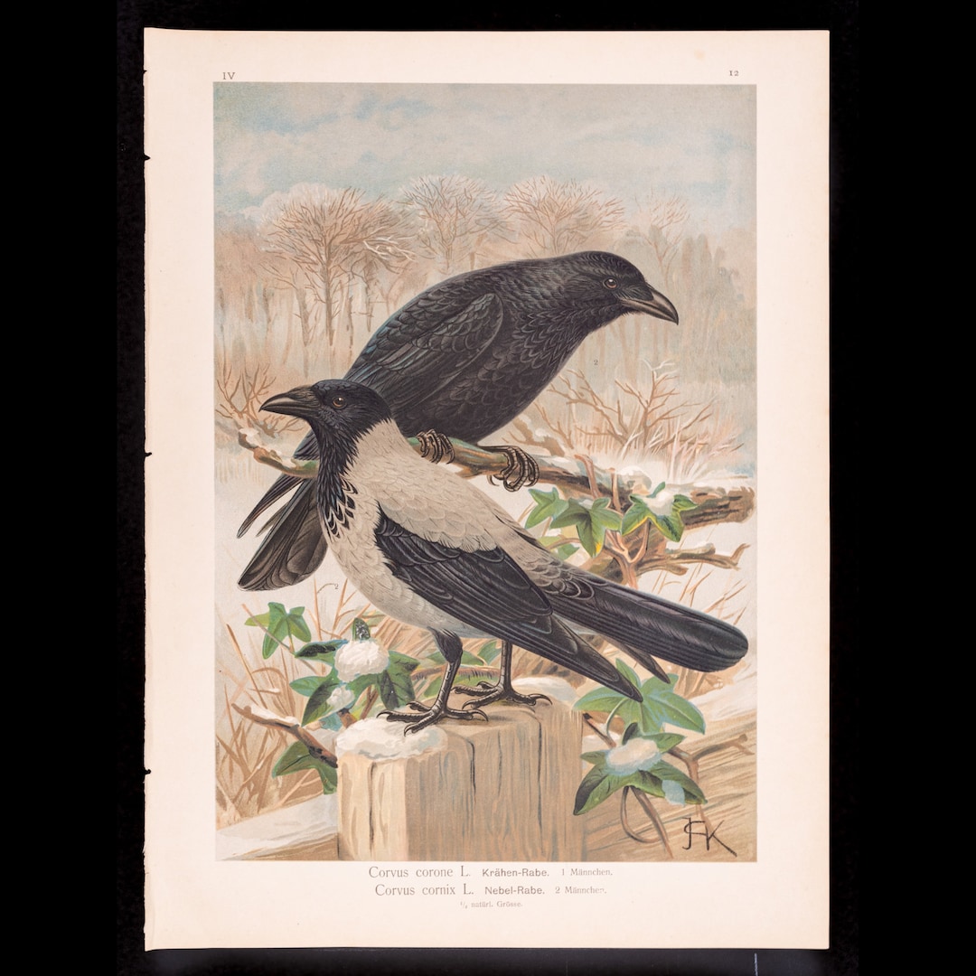 Carrion and Hooded Crows: Males - Big Chromolithographed Antique ...