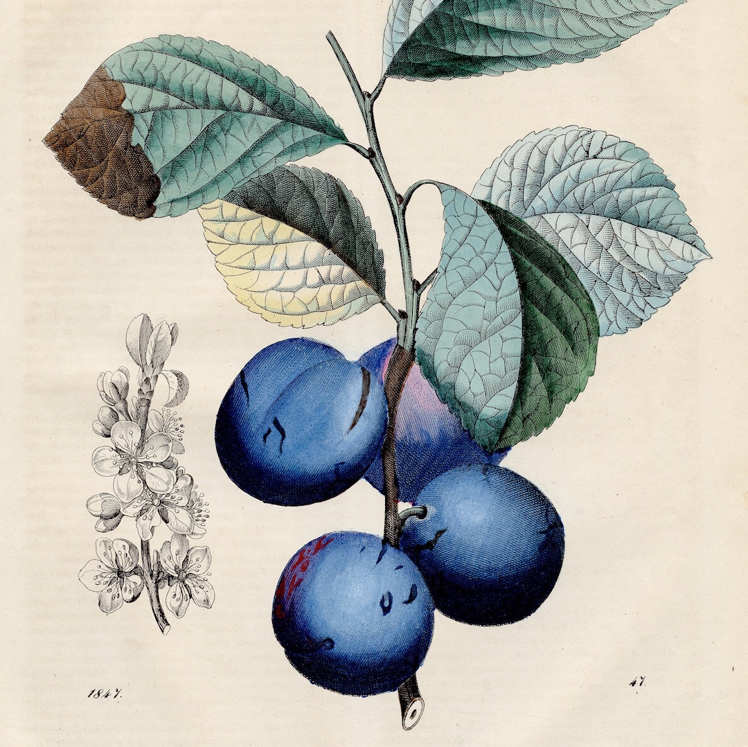 The Plum Tree - VERY RARE - Original Lithography Out of "das Buck Der ...