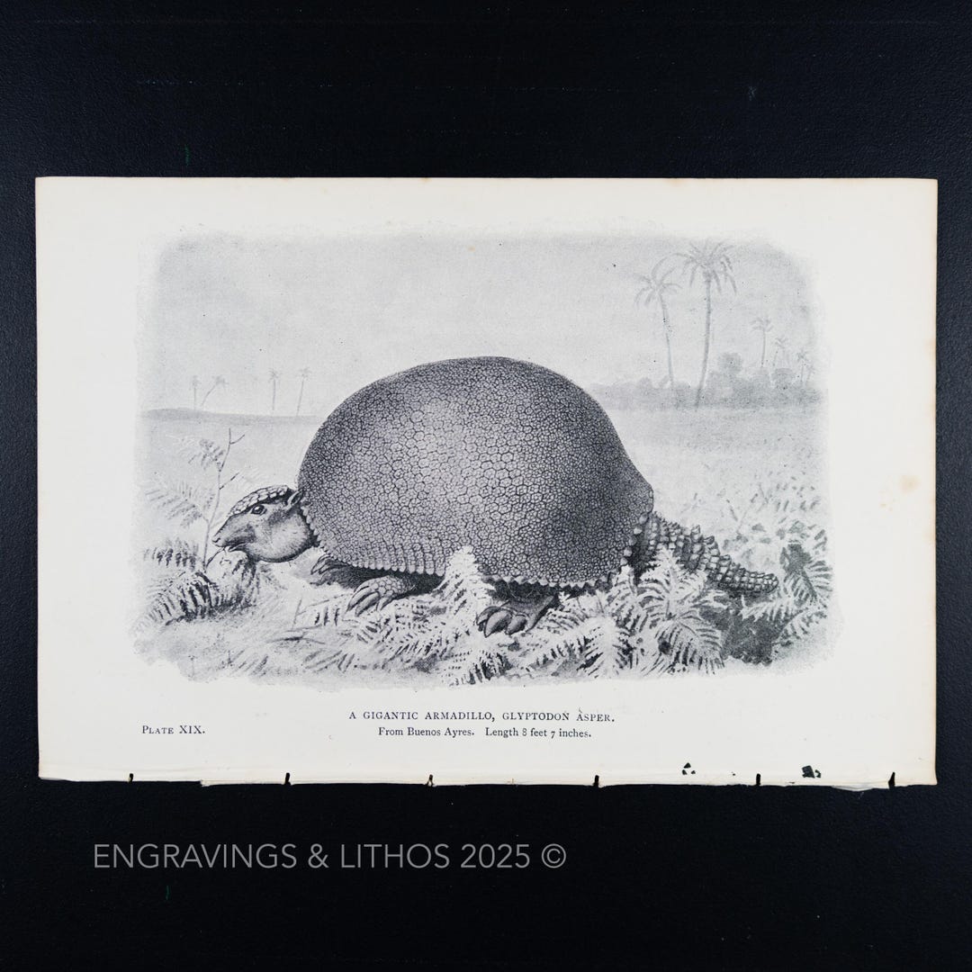 1897 GIGANTIC ARMADILLO (glyptodon Asper) – Original Extinct Monsters ...