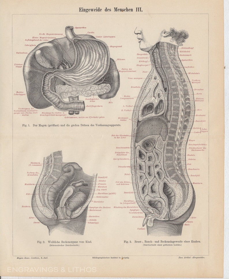 Human Anatomy / Intestines, Entrails, Bowels, Guts - Original Color ...