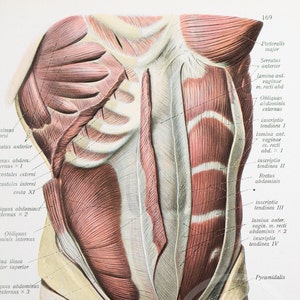 Abdominal Muscles / Deeper Layers of Abs Muscles / Human Anatomy ...