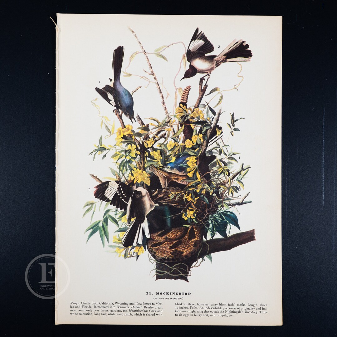 1937 MOCKINGBIRD Vintage Print From john James Audubon Birds of America ...