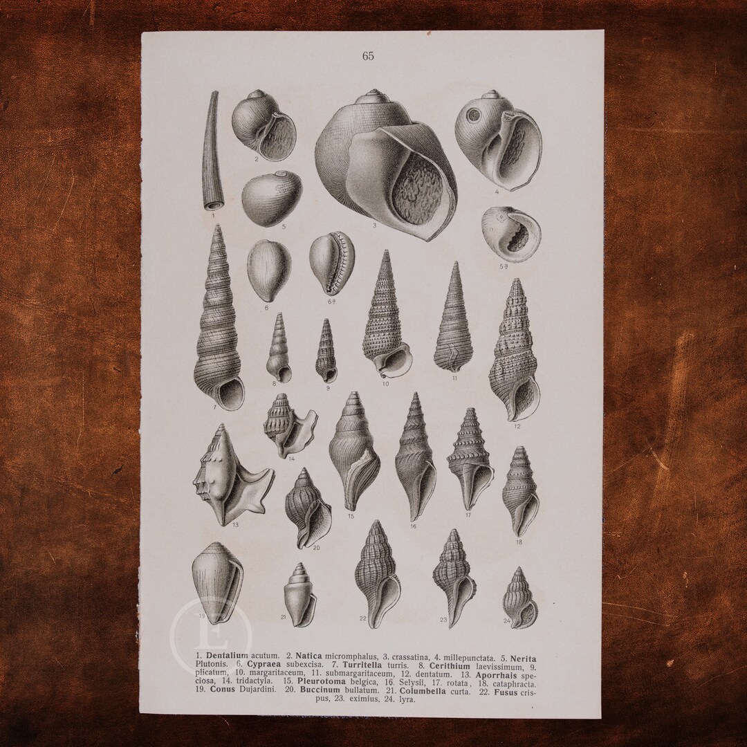 MOLLUSK and SHELL FOSSILS: Plutonis, Cowrie, Turritella, Triton, Cone ...