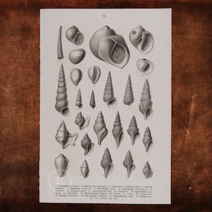 MOLLUSK and SHELL FOSSILS: Plutonis, Cowrie, Turritella, Triton, Cone ...