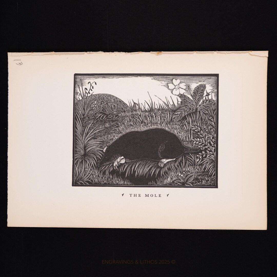 1931 THE MOLE – Illustration From the Life Story of Beasts by Eric ...