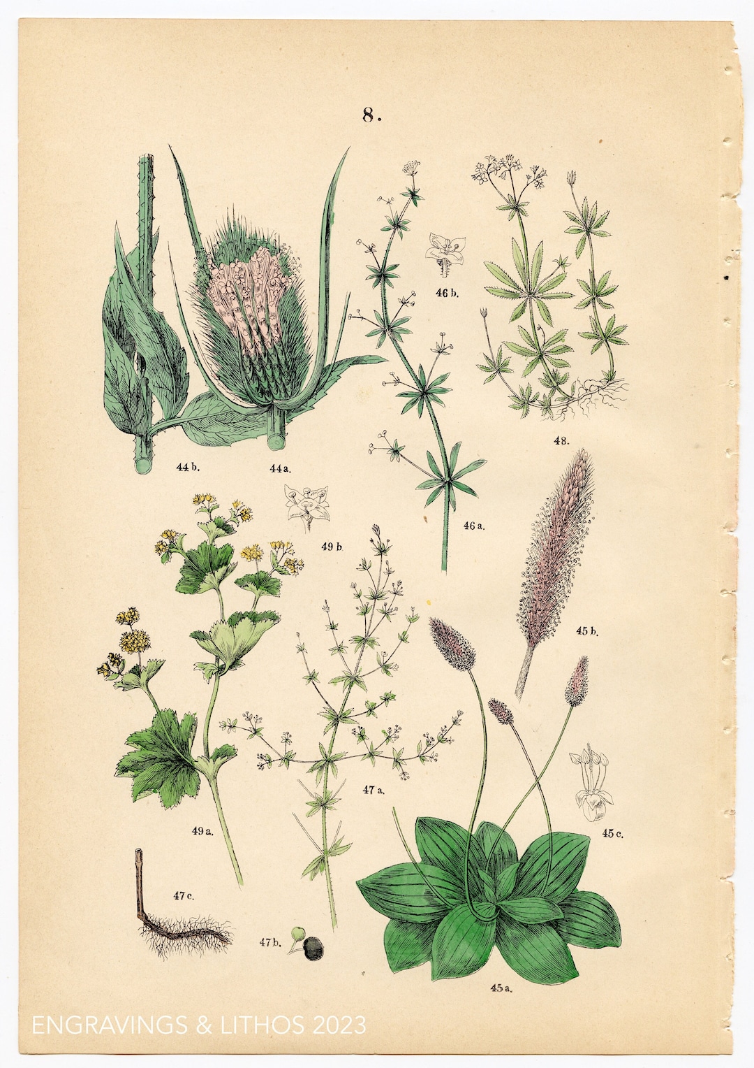 Teasel, Hoary Plantain, Cleavers, Rose Madder, Sweet Woodruff, Lady’s ...