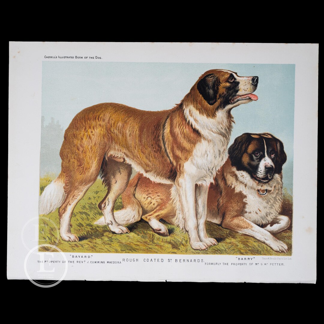 1881 Rough Coated ST. BERNARDS - Original Lithography Out of "the Book ...