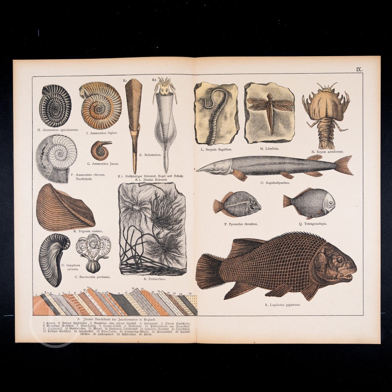 Fossils of Spiral Shells, Tubeworm, Fish and Sea-lily - Antique ...