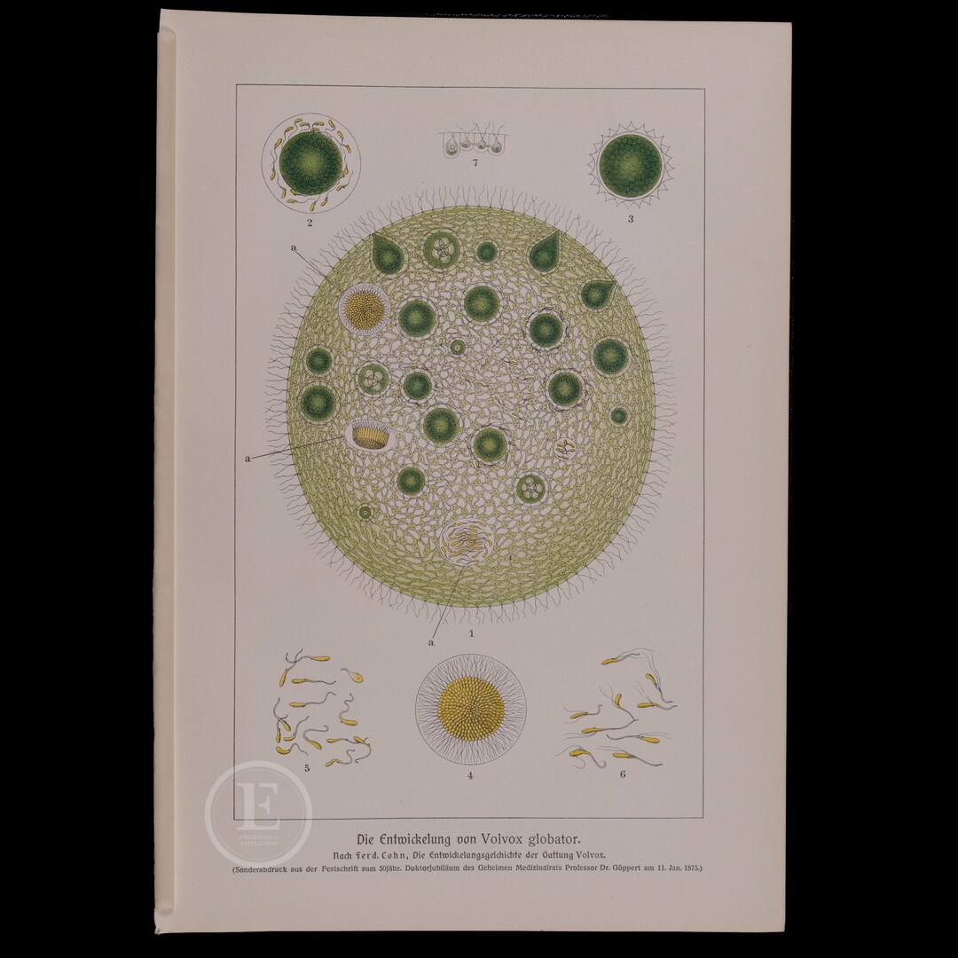 1916 DEVELOPMENT of GLOBE ALGAE - Original Chromolithography From a ...
