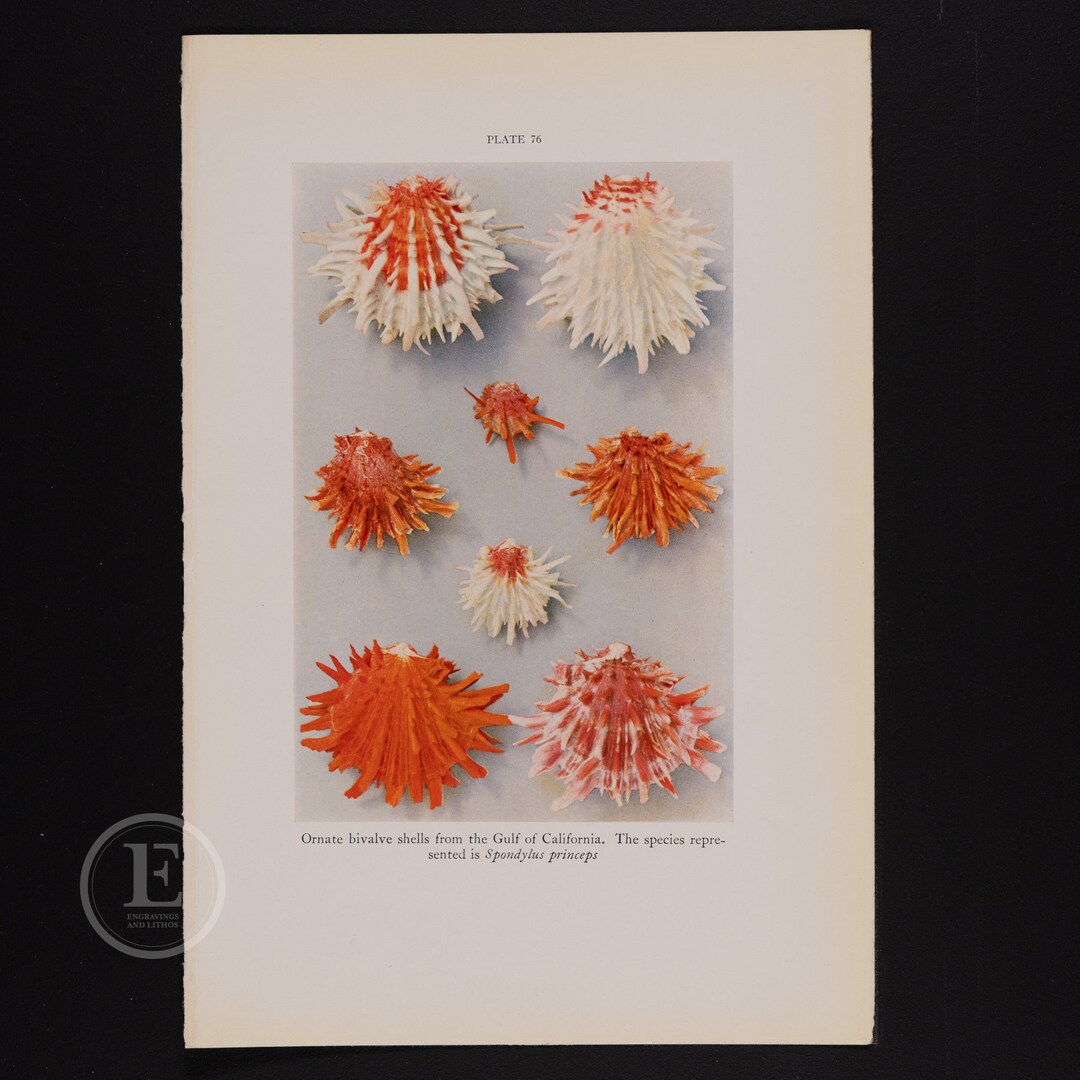 Spondylus Princeps - Ornate Bivalve Shells From the Gulf of California ...