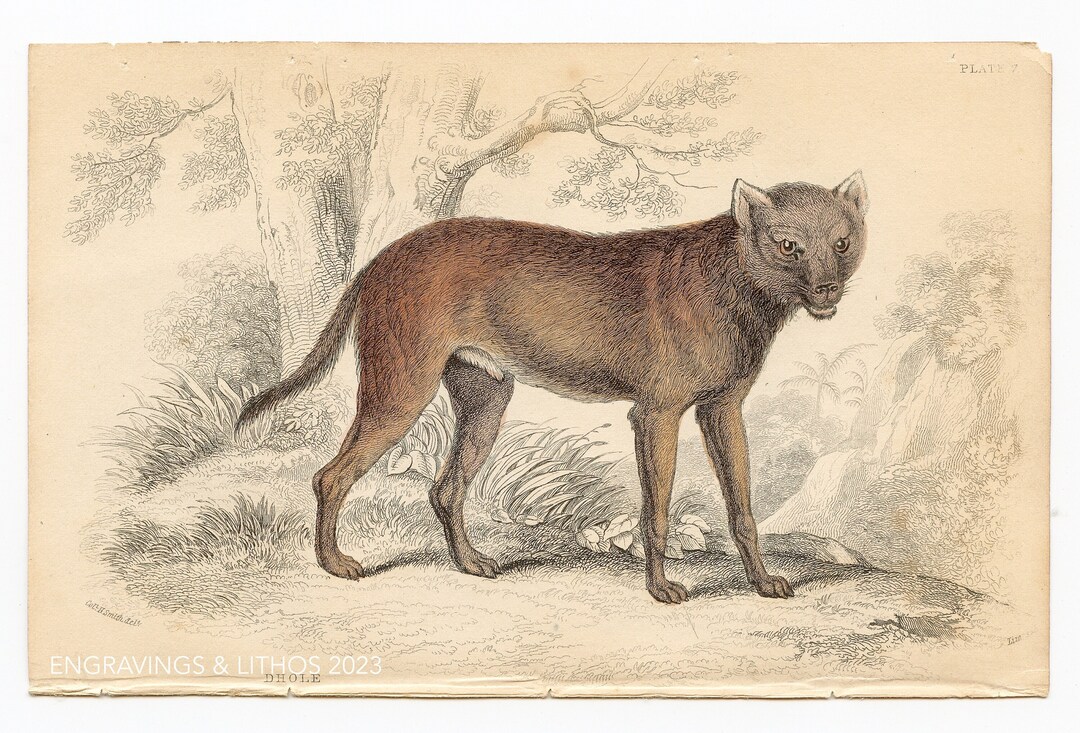 The Dhole - an Original From "the Naturalist's Library" by Sir William ...