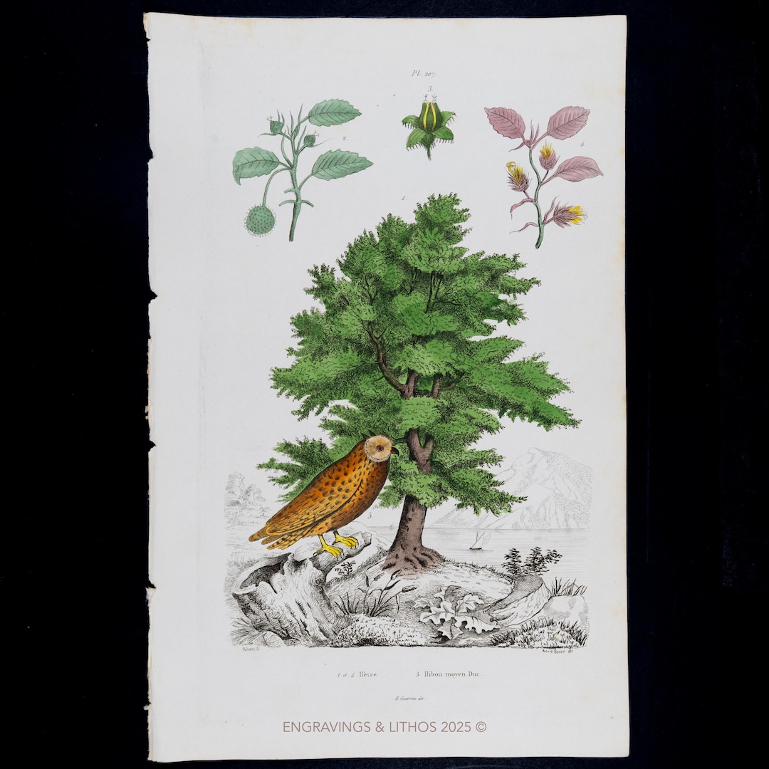 1847 Long-eared OWL and BEECH TREE – Original Engraving From Guerin ...