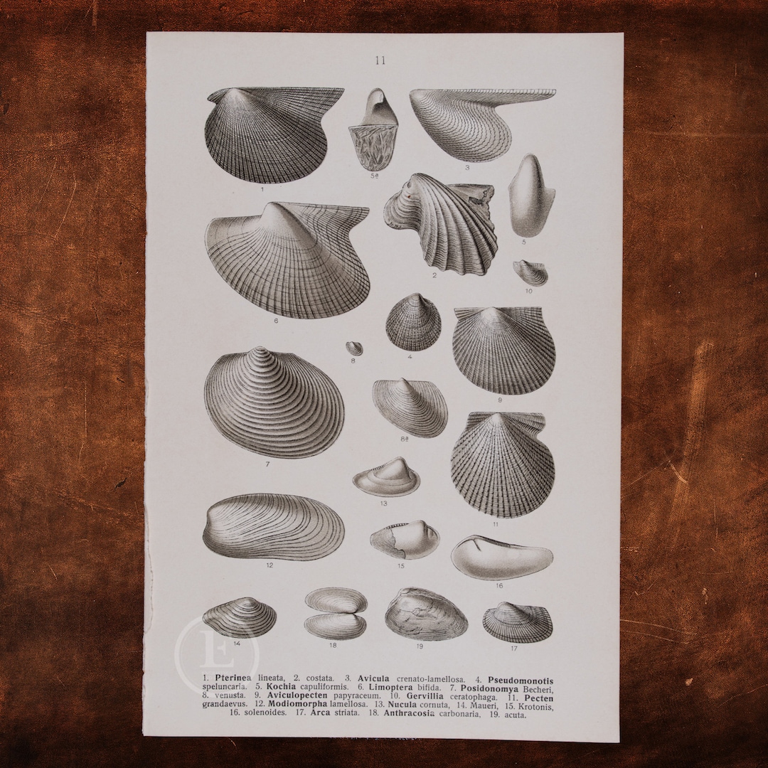 BIVALVES: Oysters, Mussel, Kochia, Clams, Cockles, Gervillia, Scallop ...