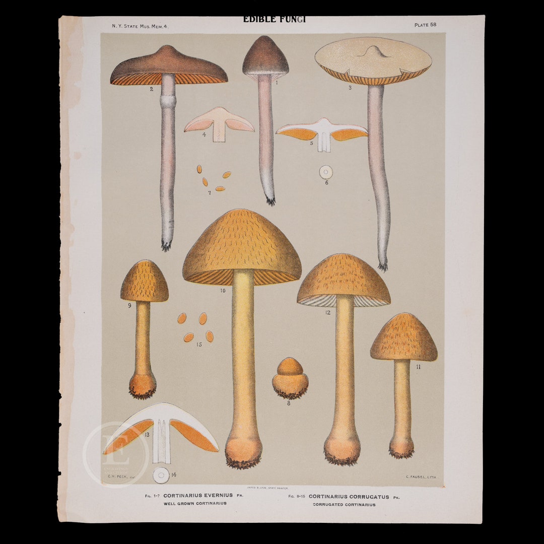 EDIBLE FUNGI: Well Grown and Corrugated Cortinarius - Rare Plate ...