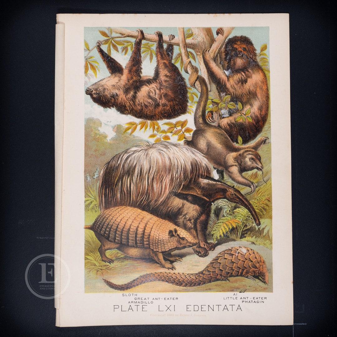 Sloth, Armadillo, Ant-eater, Pangolin - Original Litho From "johnson's ...