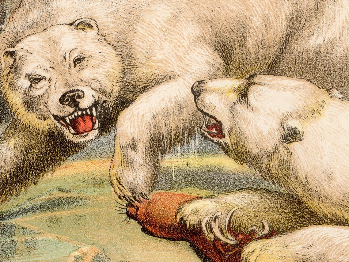 1880 - Polar Bears - Original Litho From "johnson's Household Book ...