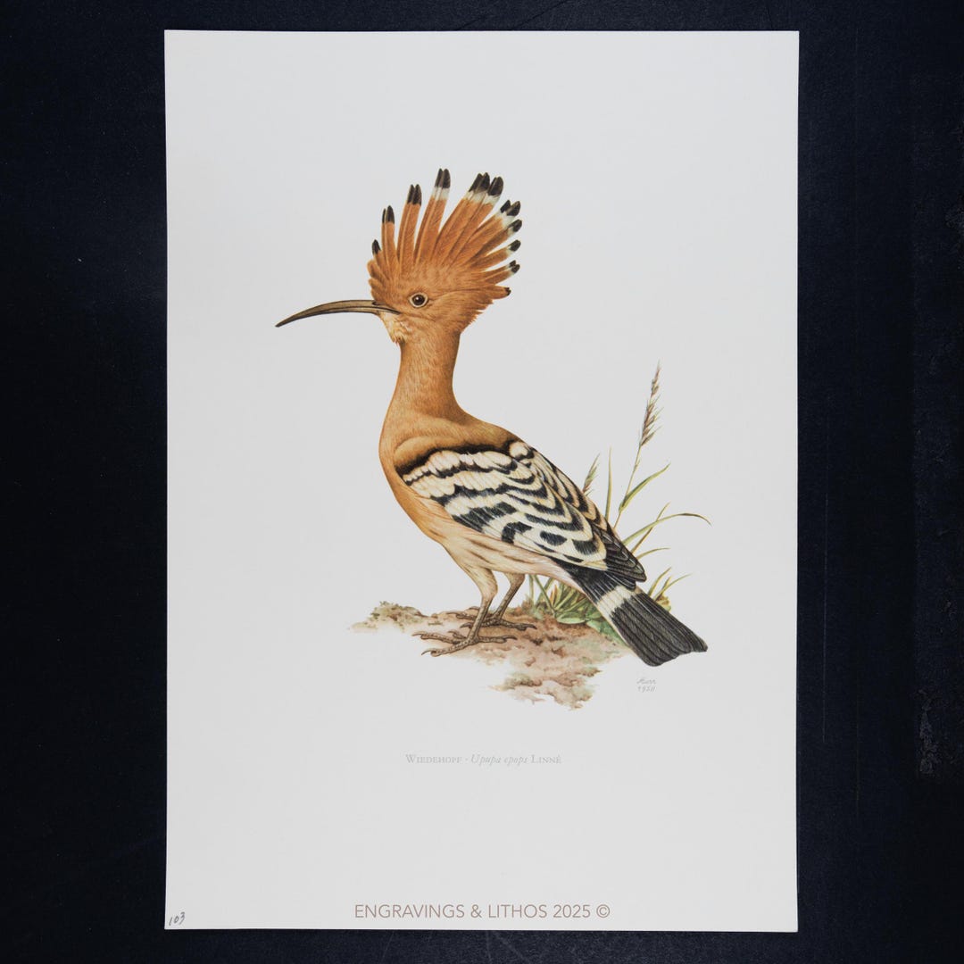 1956 HOOPOE (upupa Epops) – Vintage 6 to 8 Color Lithograph, Collection ...